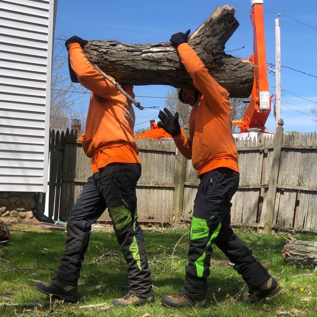 Tree Removal Services in Lakeville, MA | Walnut Tree Service
