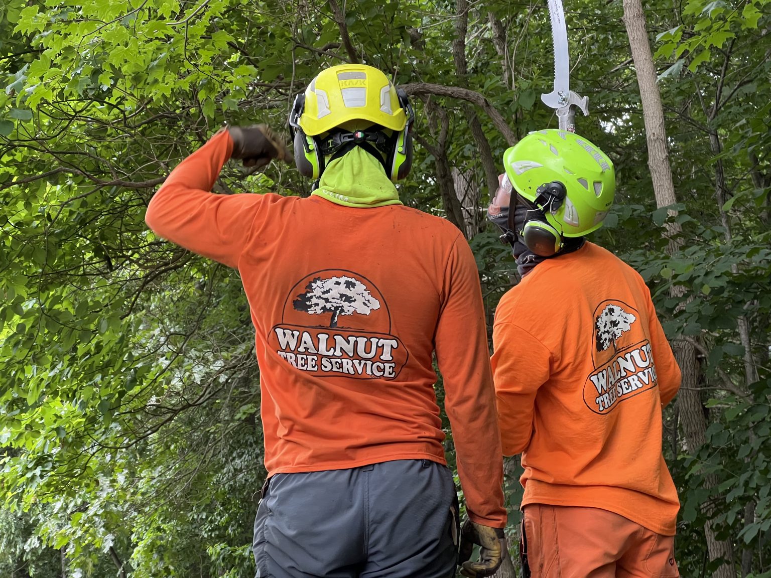 Tree Removal Services in Boston, MA | Walnut Tree Service