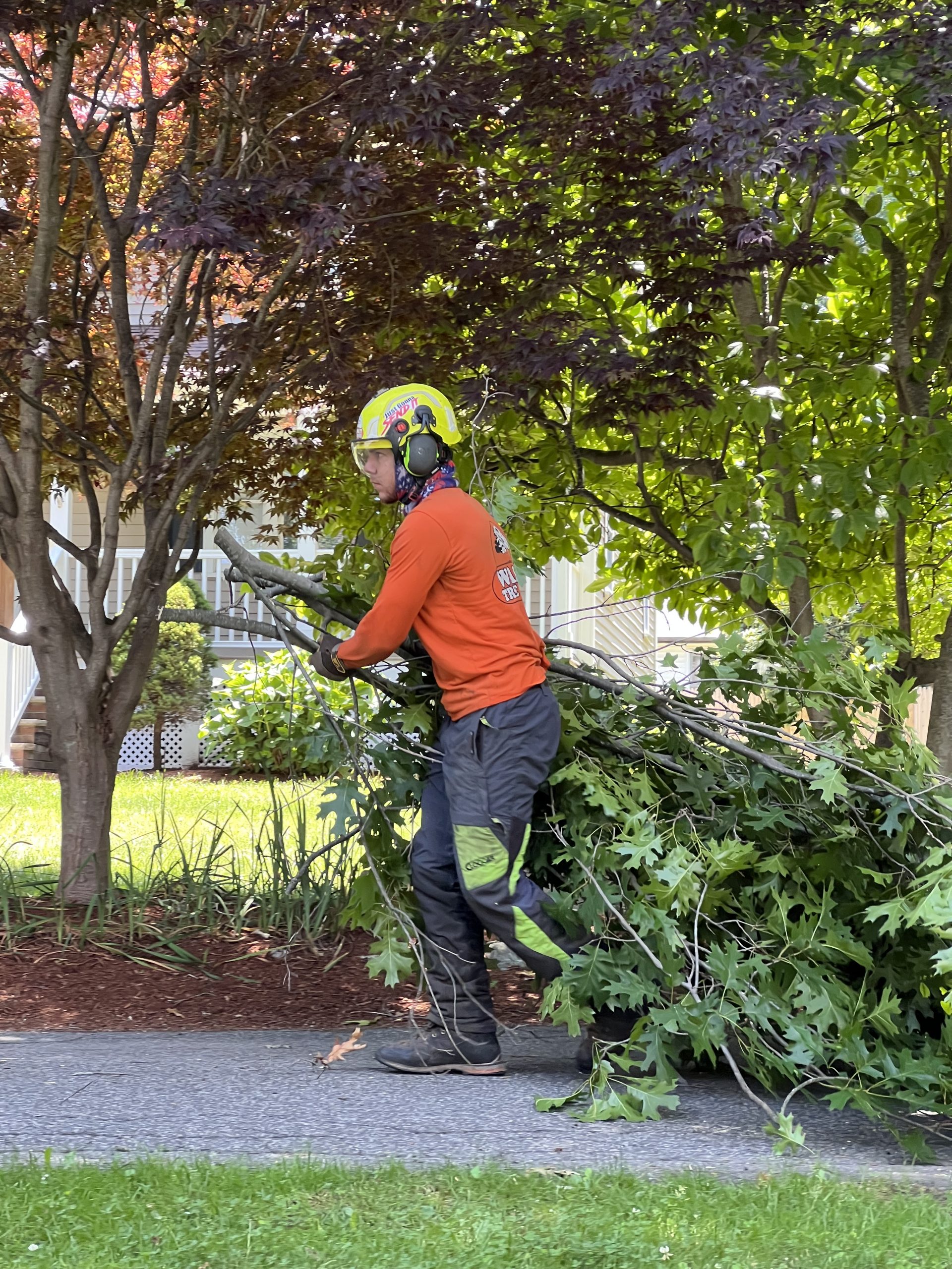 Tree Services in Massachusetts | Walnut Tree Service