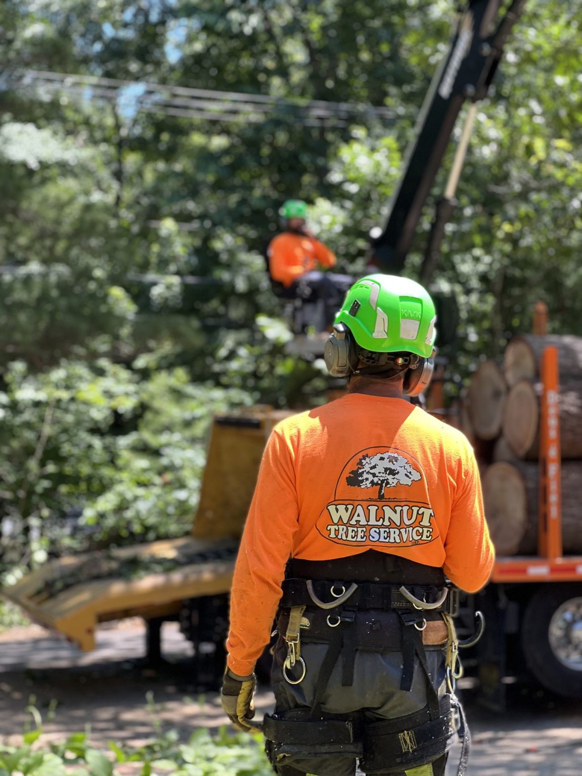 Tree Removal Services in Dighton, MA | Walnut Tree Service