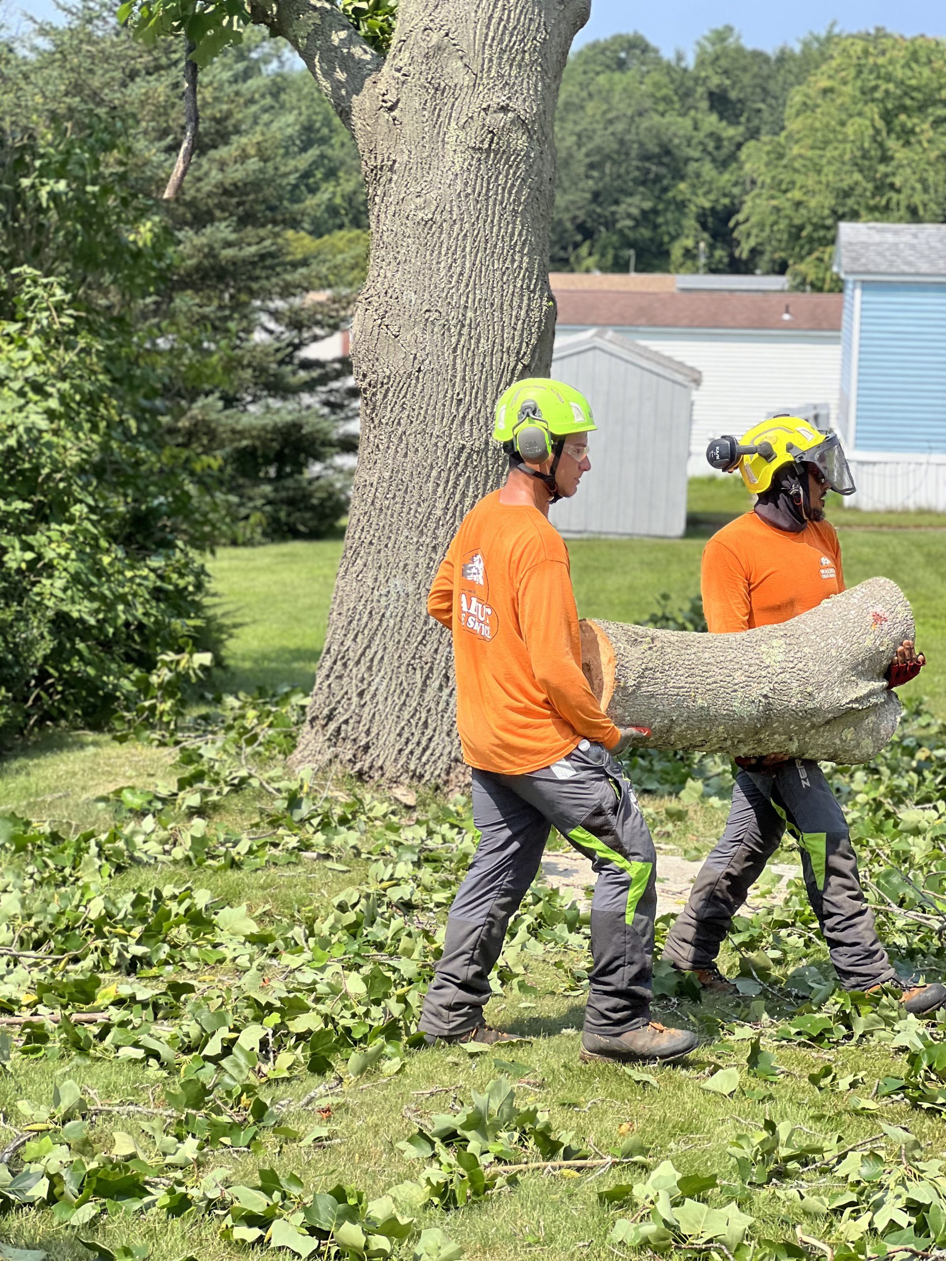 Tree Removal Service in Massachusetts | Walnut Tree Service