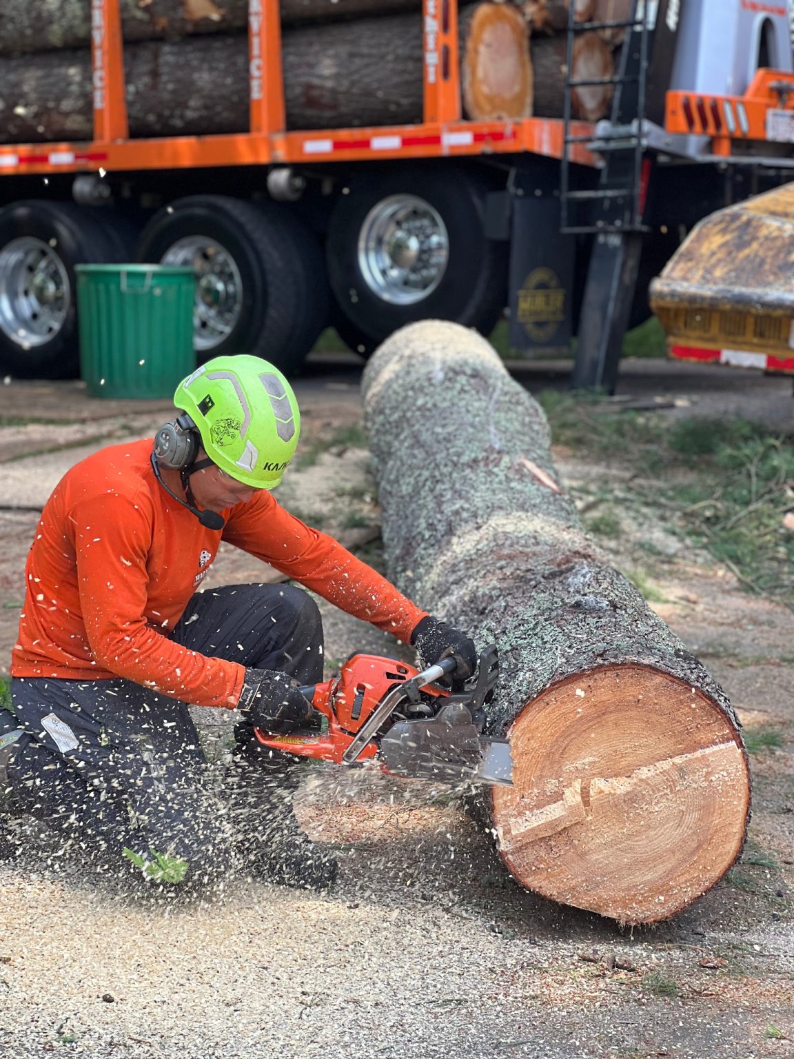 Tree Removal Service in Massachusetts | Walnut Tree Service