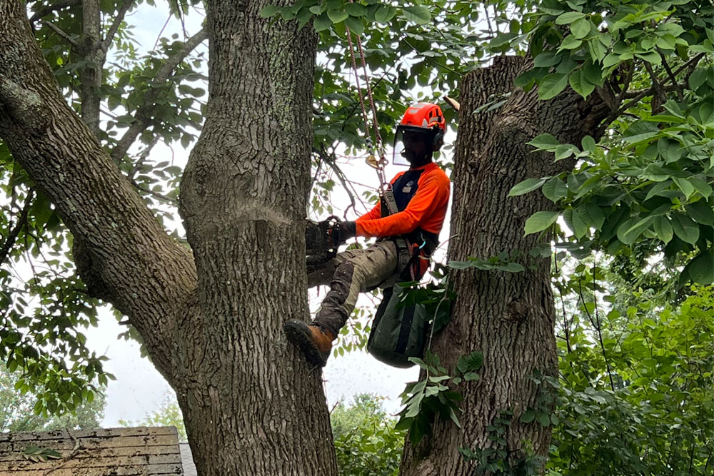 Tree Services in Massachusetts | Walnut Tree Service